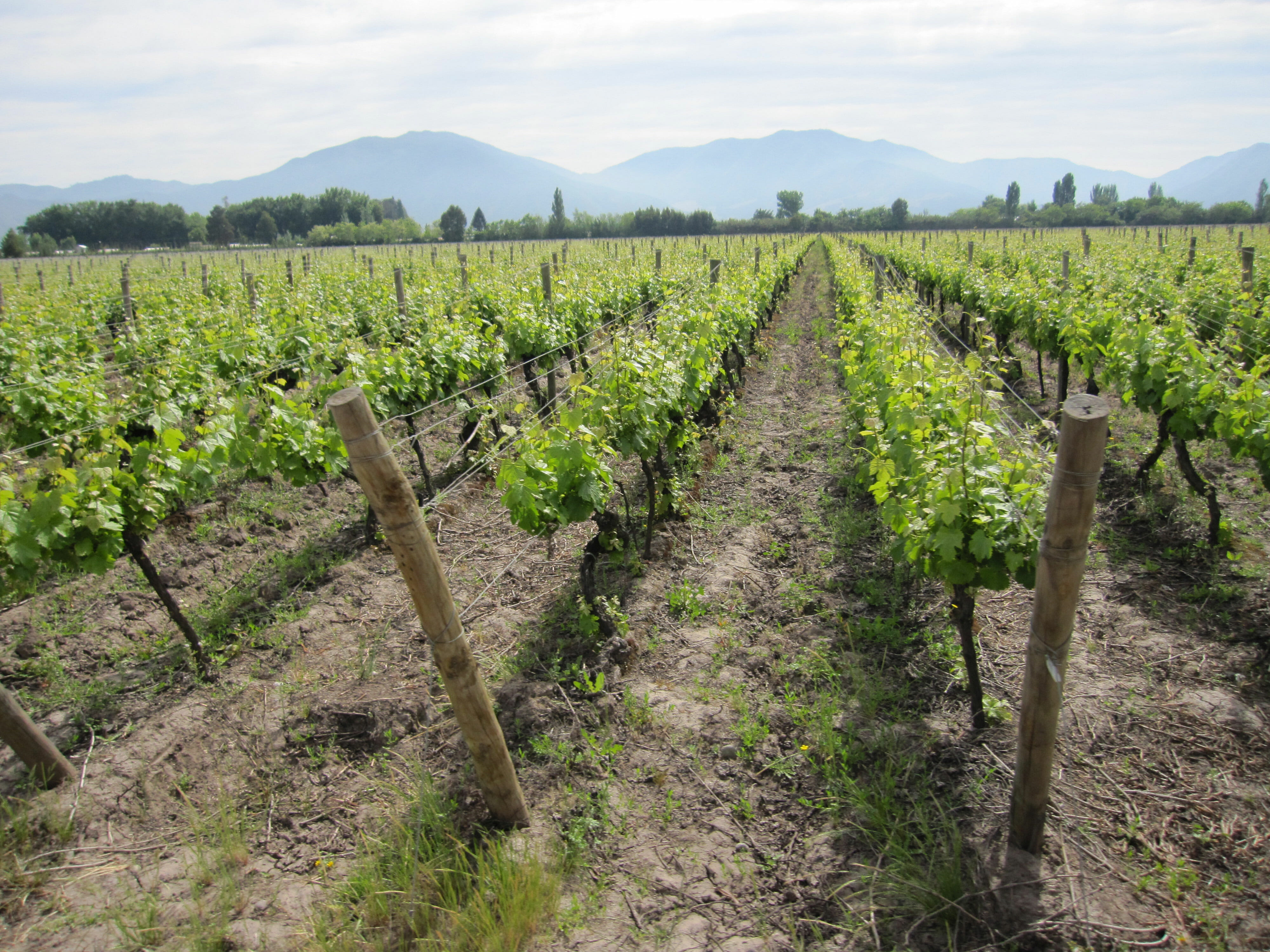 Chilean Wine Country Tours - Knowmad Adventures